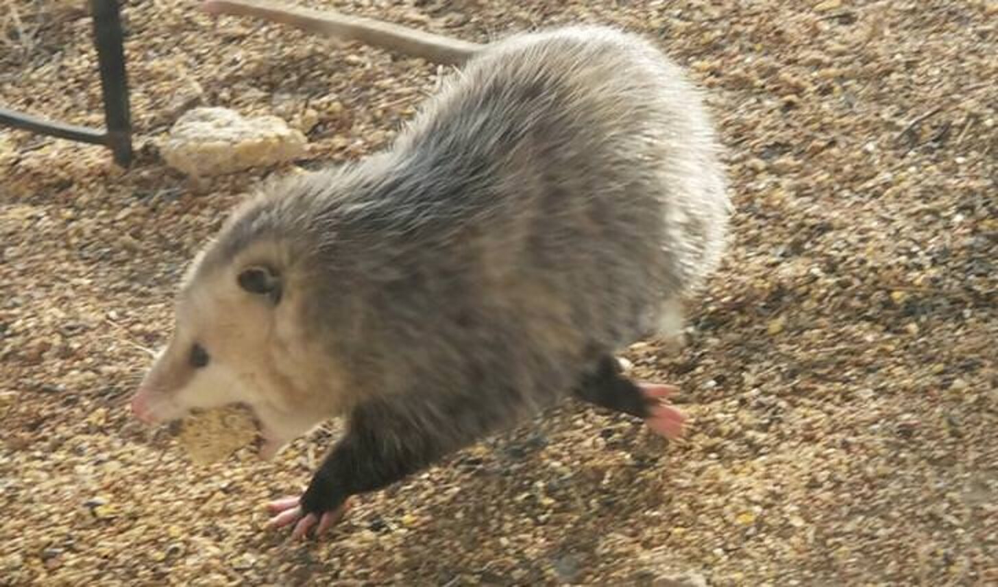 Stray Cat Shows Her Possum Friend Where The Food Is - The Dodo