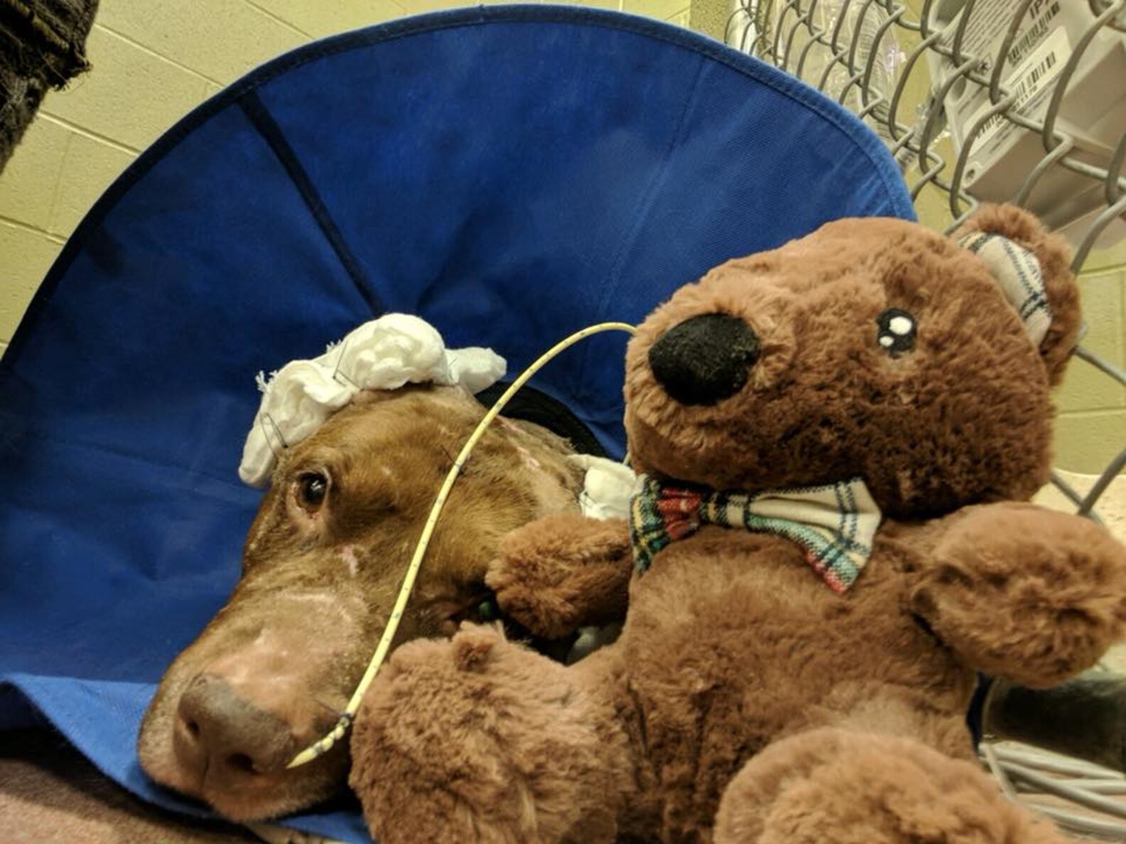 Dog Who Lost Ears In Brutal Fight Is Full Of Love For His Rescuers ...