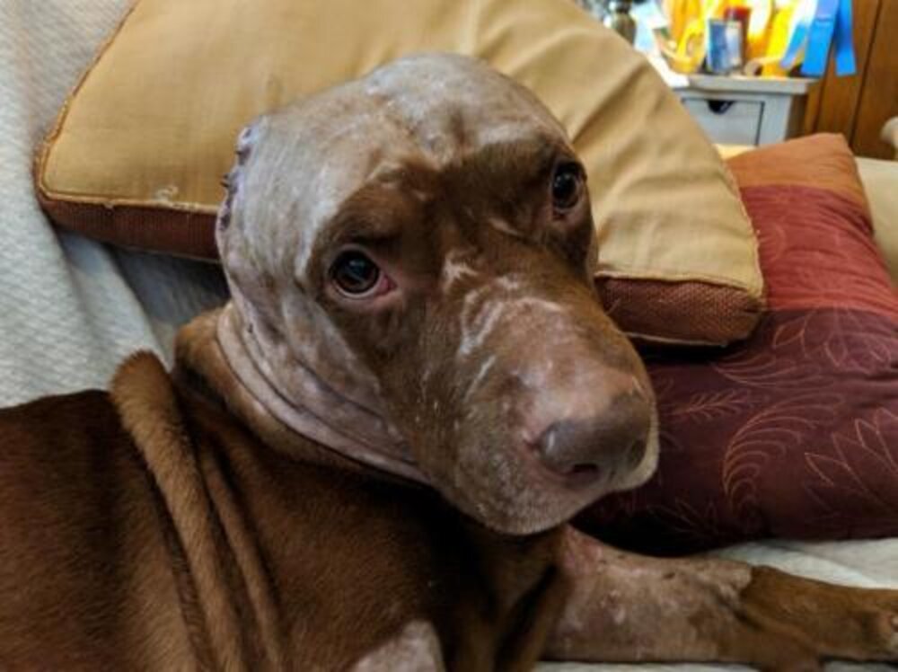 Dog Who Lost Ears In Brutal Fight Is Full Of Love For His Rescuers ...