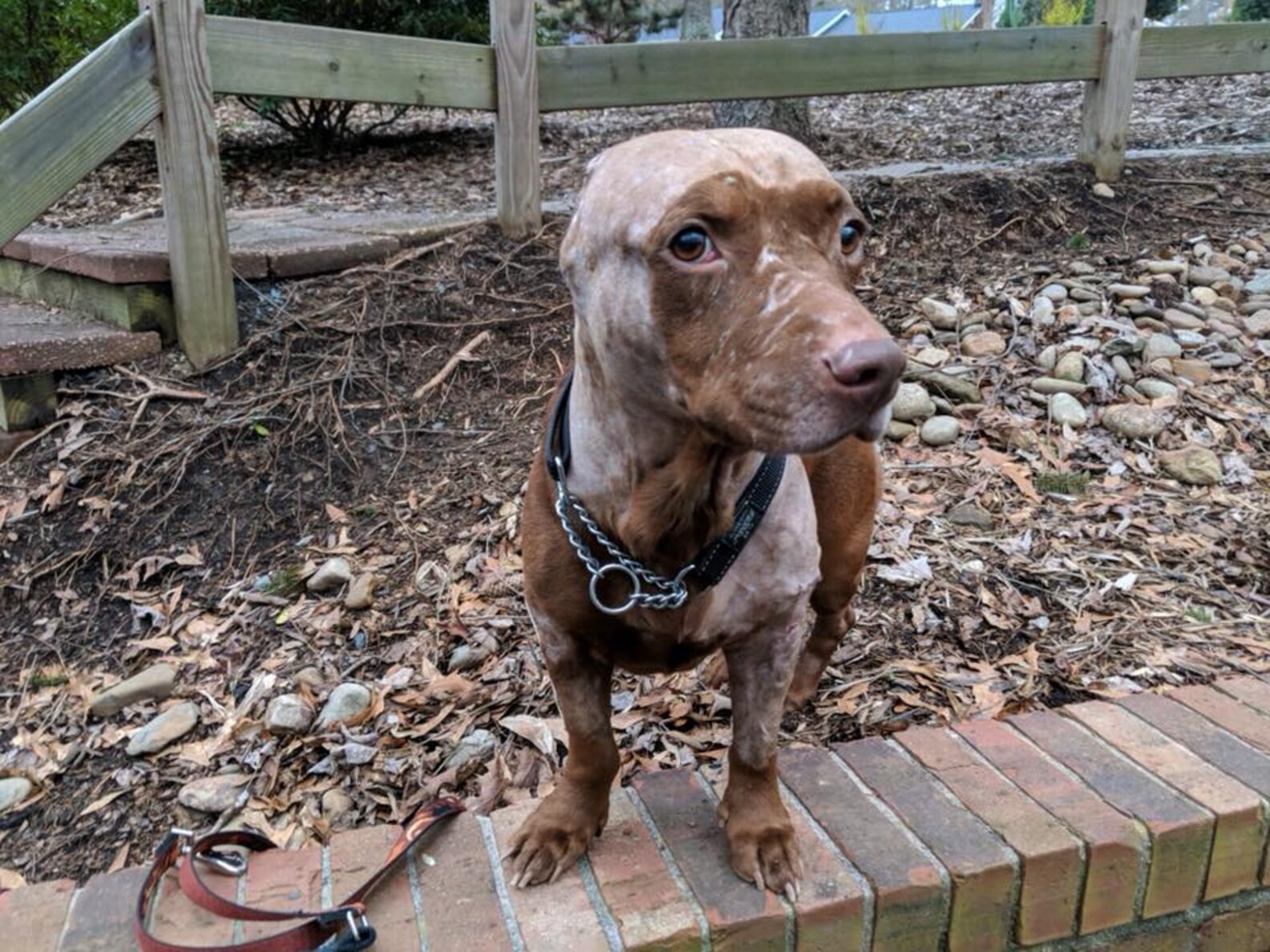 Dog Who Lost Ears In Brutal Fight Is Full Of Love For His Rescuers ...