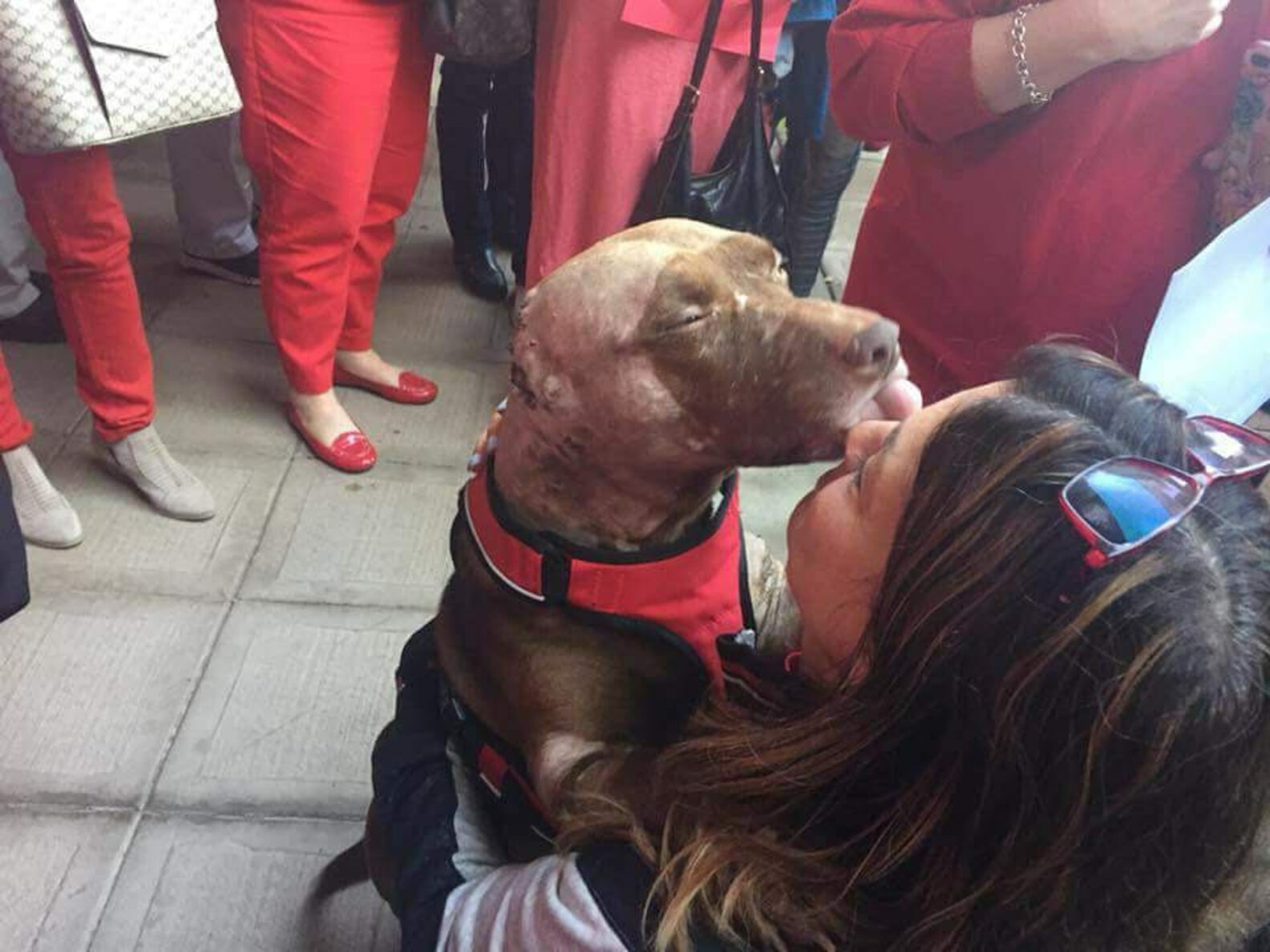 Dog Who Lost Ears In Brutal Fight Is Full Of Love For His Rescuers ...