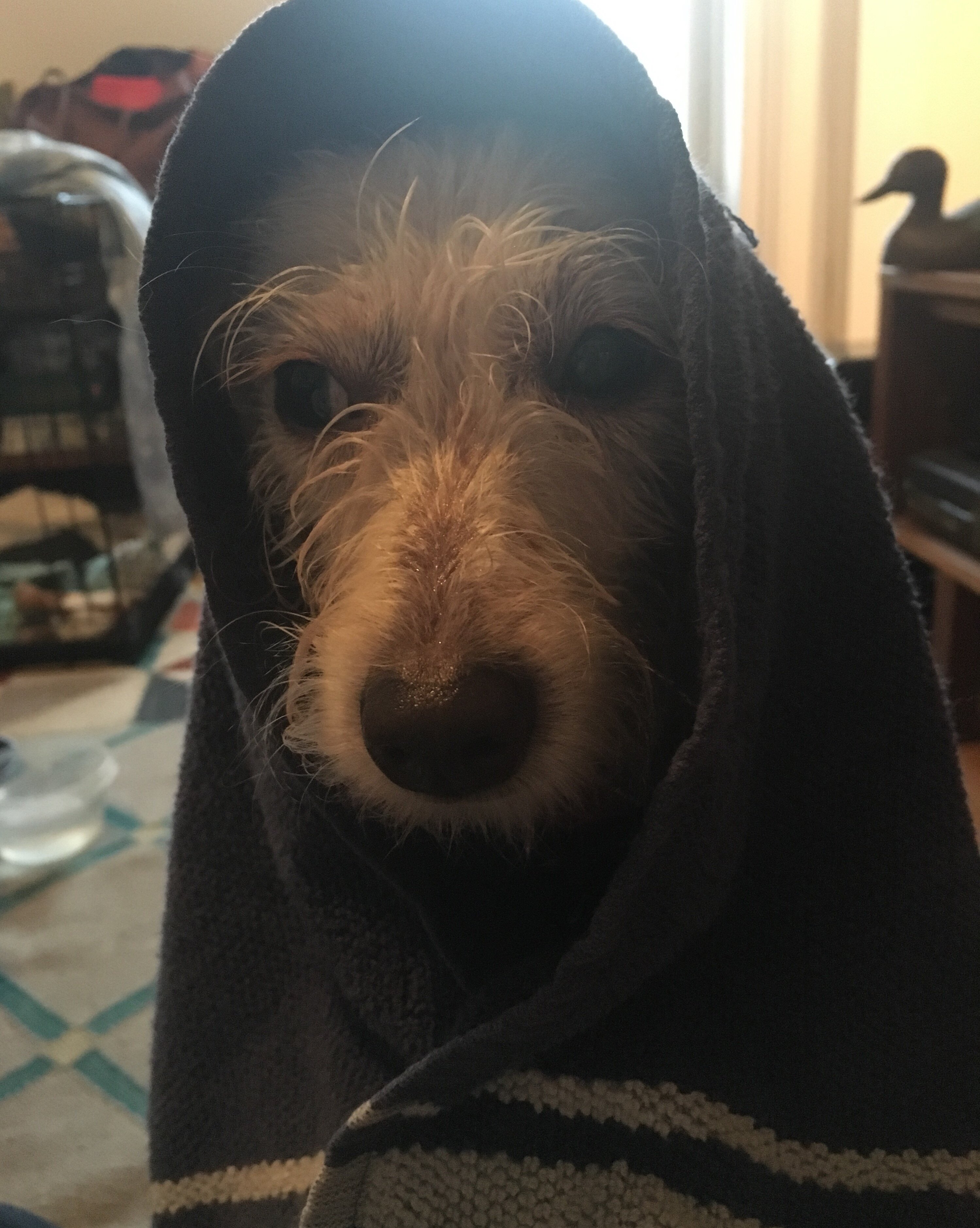 Why Are Dogs Scared Of Baths