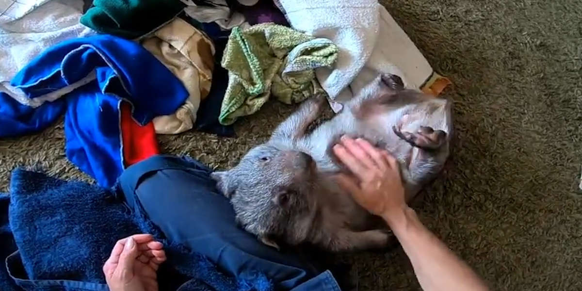 Rescued Wombat Does NOT Want His Mom To Do Chores - Videos - The Dodo
