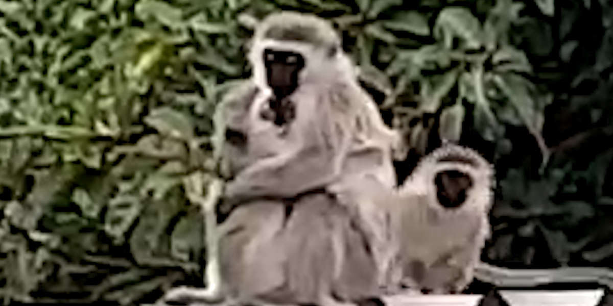 Monkey's Family Welcomes Him Back With Hugs - Videos - The Dodo