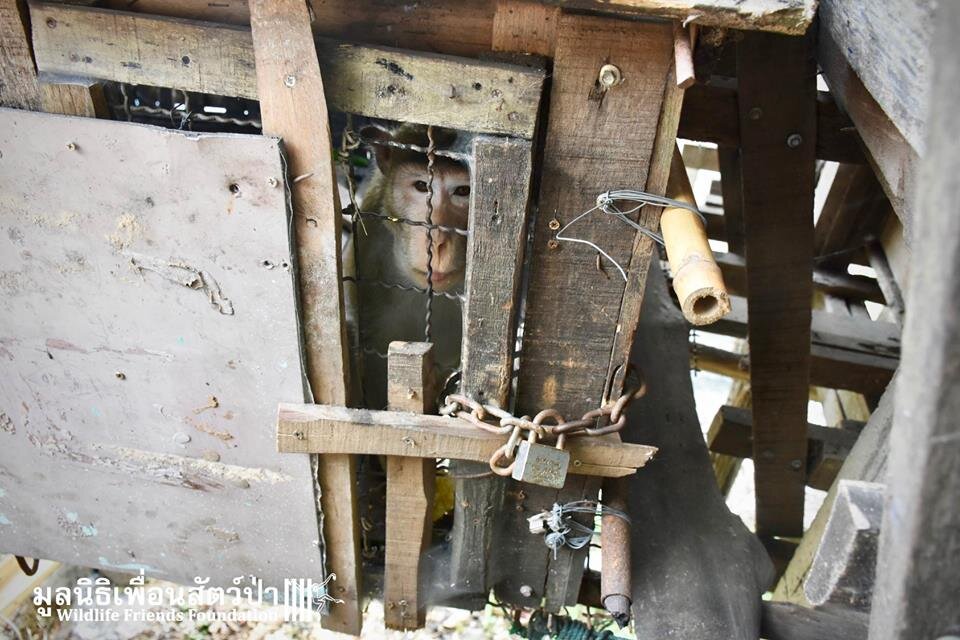 Macaque Monkey Was Locked Inside Cage For Seven Years - The Dodo