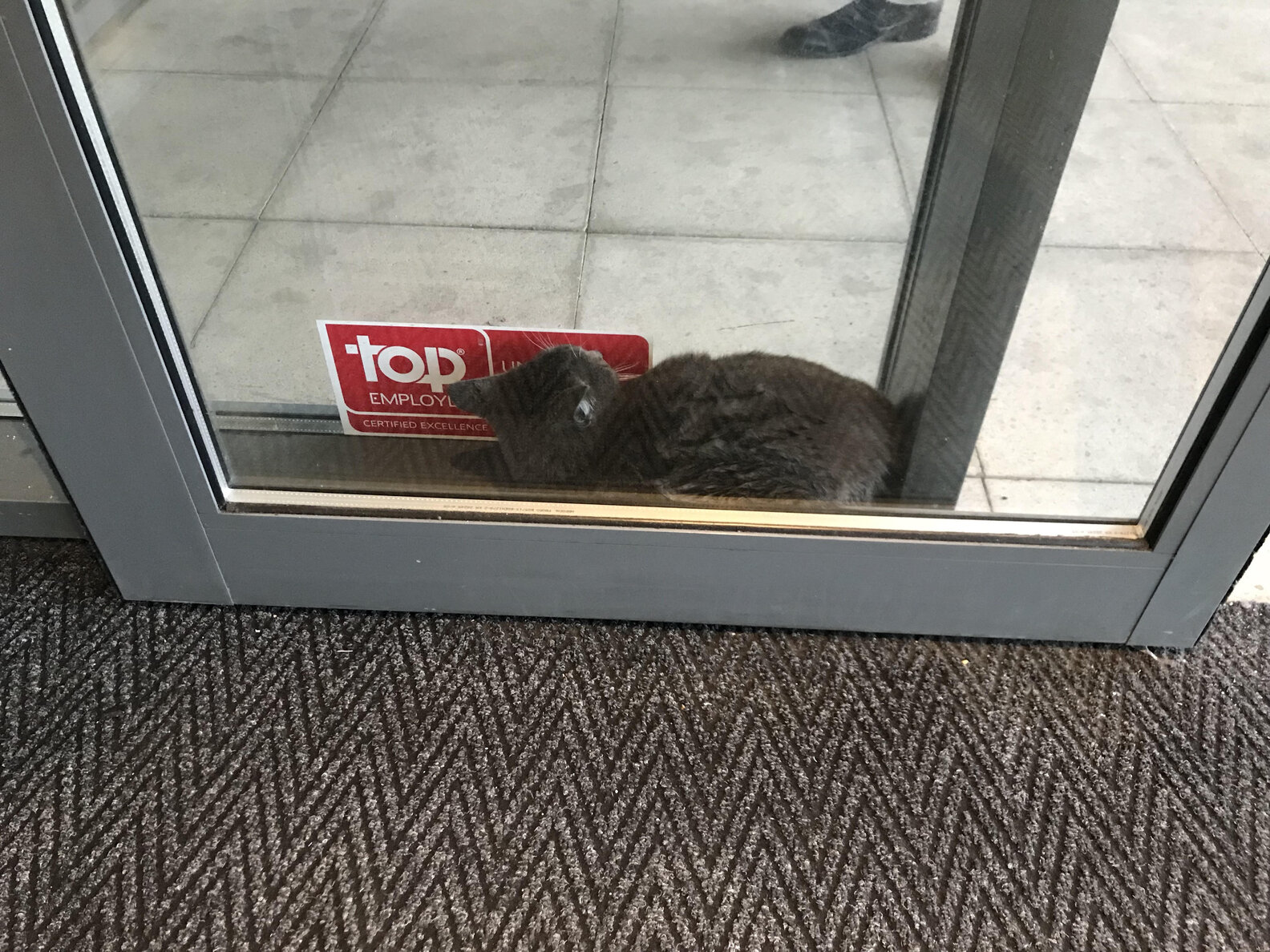 Cat Gets Stuck Between Automatic Glass Doors Trying To Stay Dry - The Dodo