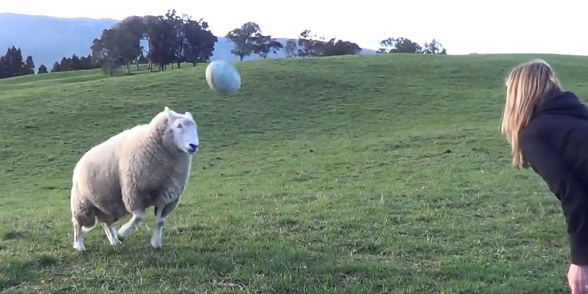 Sheep Loves To Play Ball With His Mom - Videos - The Dodo