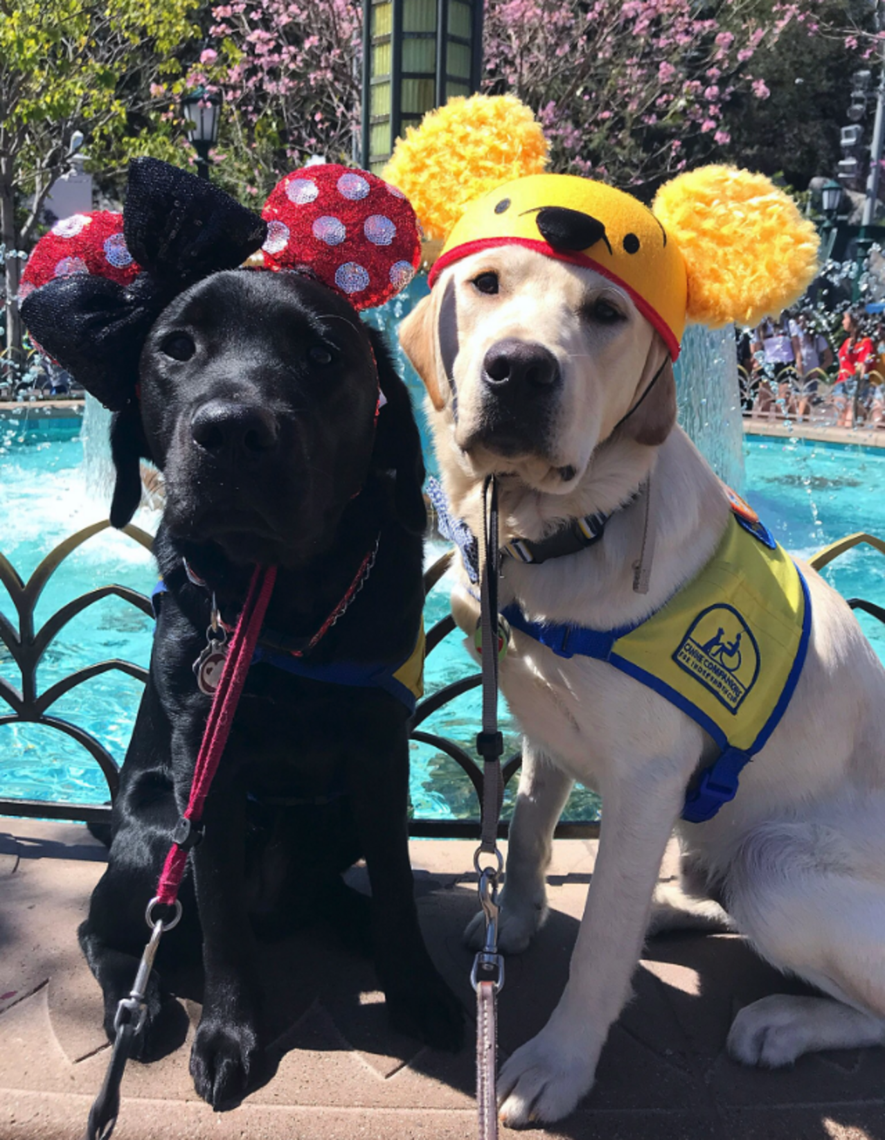 Service Dogs In Training Take Adorable Field Trip To Disneyland - The Dodo