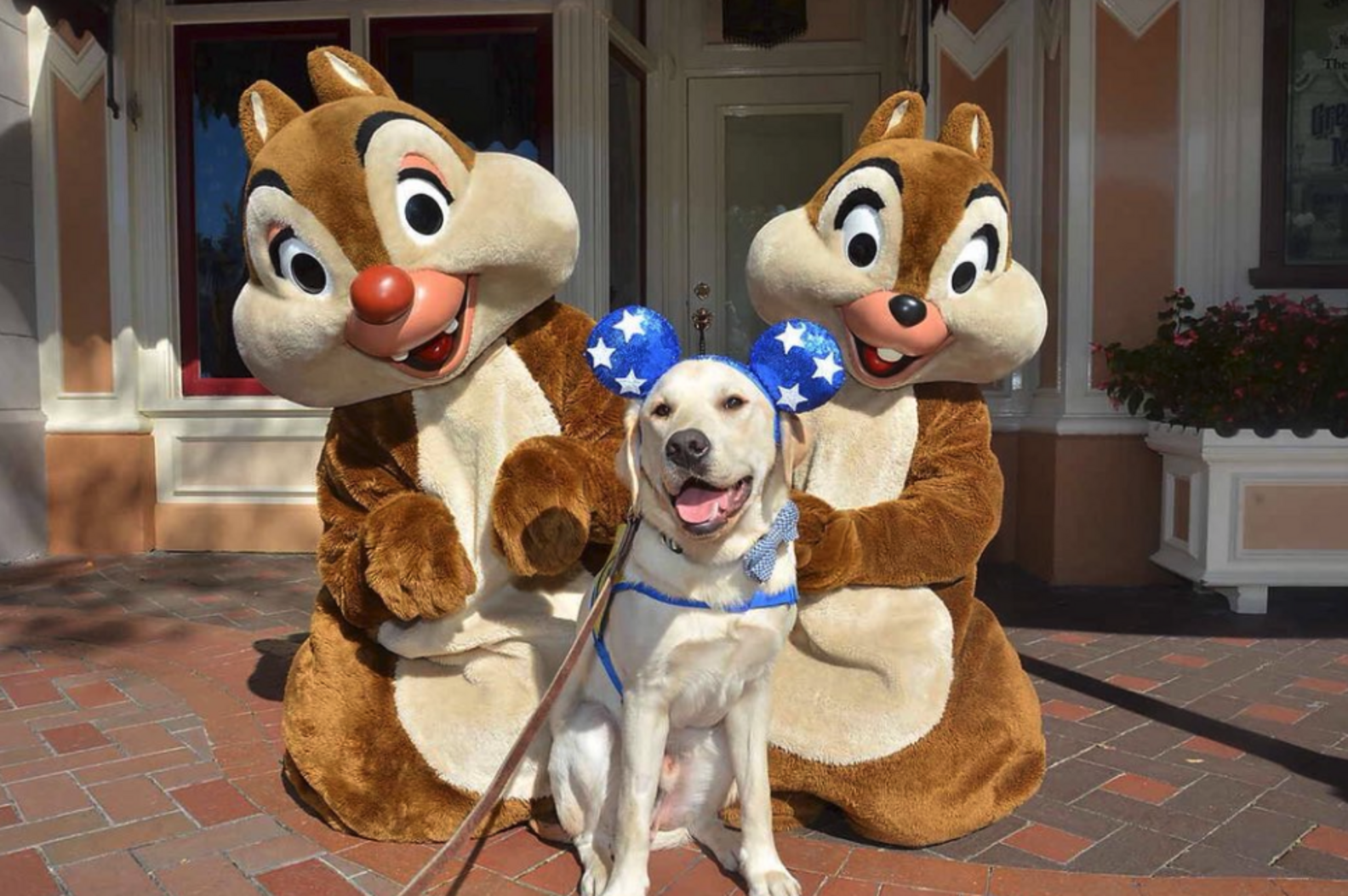 Service Dogs In Training Take Adorable Field Trip To Disneyland - The Dodo