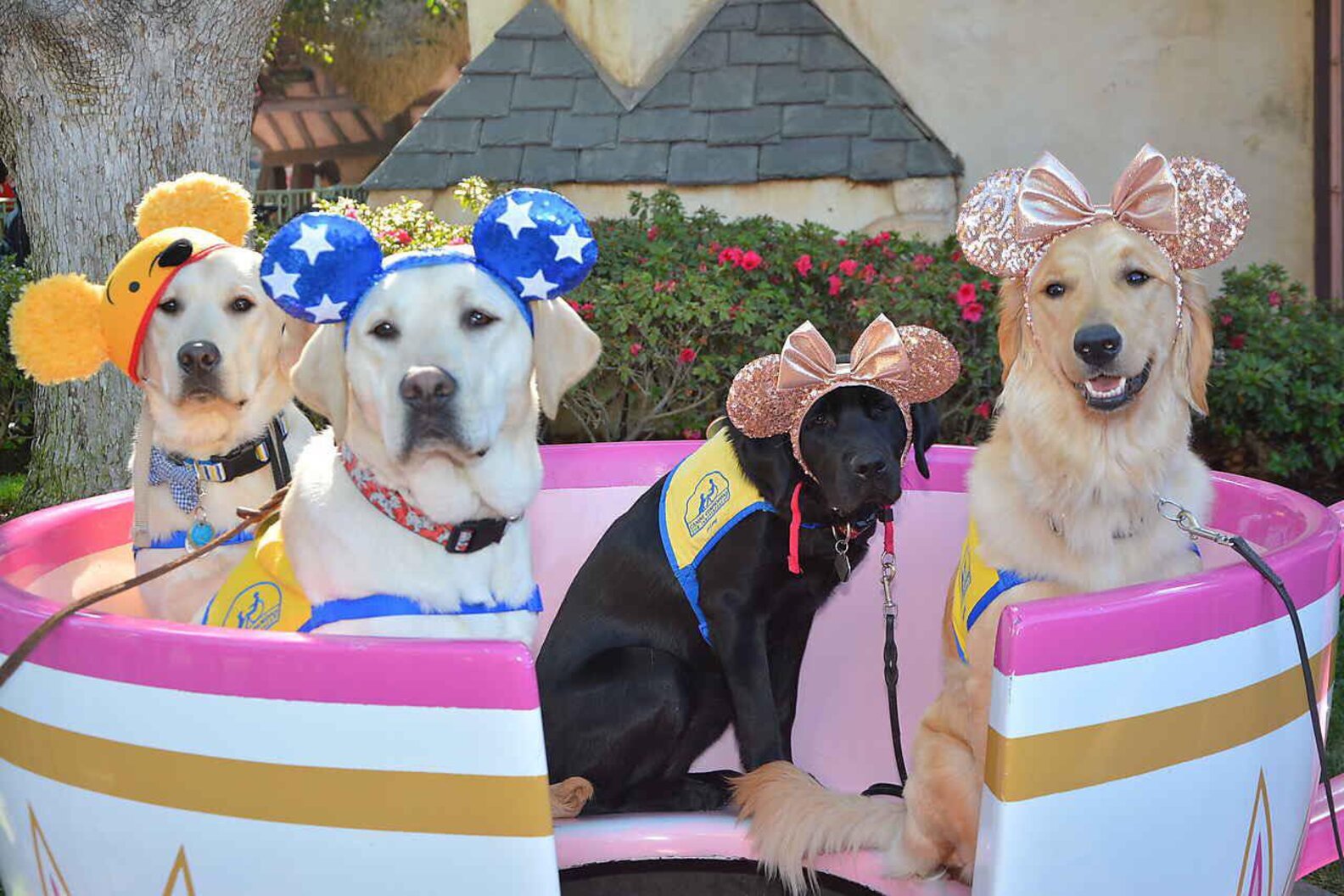 Service Dogs In Training Take Adorable Field Trip To Disneyland - The Dodo