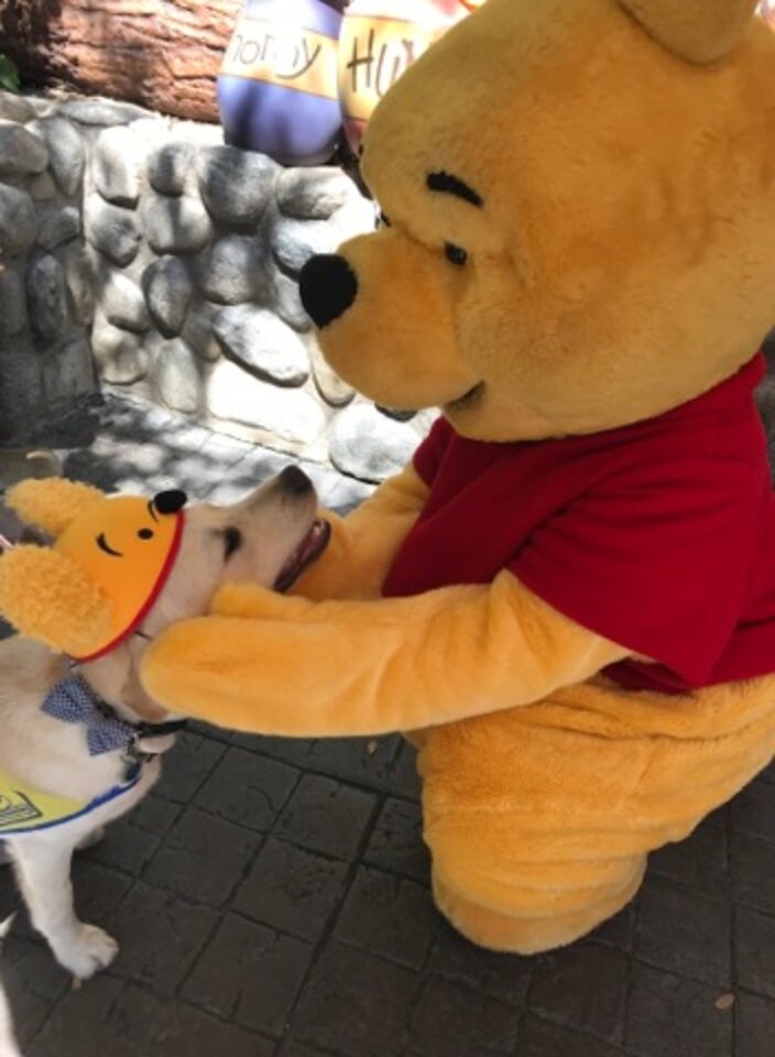 Service Dogs In Training Take Adorable Field Trip To Disneyland - The Dodo