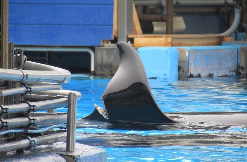 SeaWorld Orlando Orca Suffers Serious Injury To Dorsal Fin - The Dodo