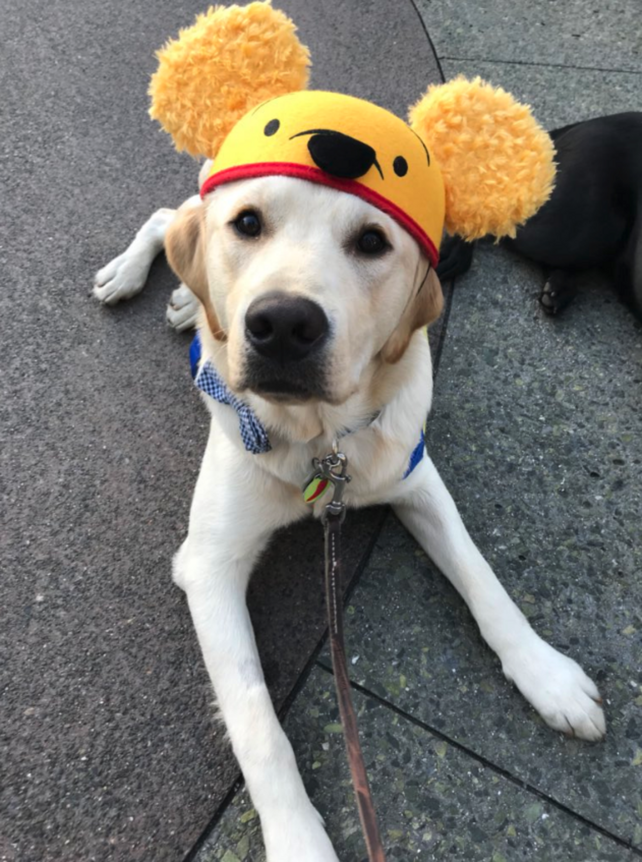 Service Dogs In Training Take Adorable Field Trip To Disneyland - The Dodo