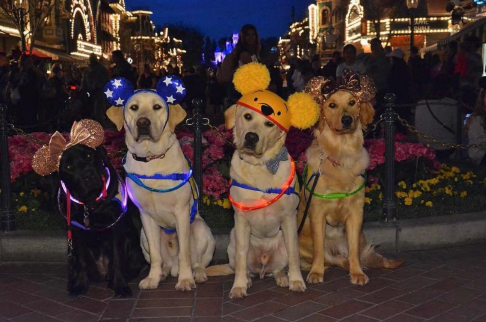 Service Dogs In Training Take Adorable Field Trip To Disneyland - The Dodo