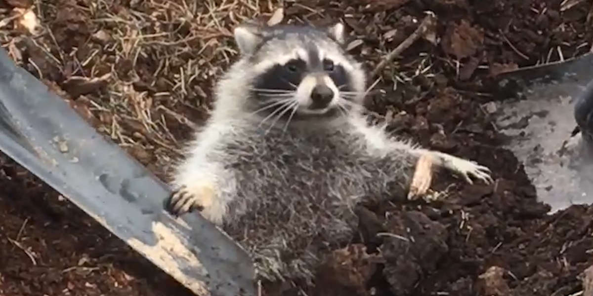 Scared, Trapped Raccoon Waits While People Dig Him Out - Videos - The Dodo