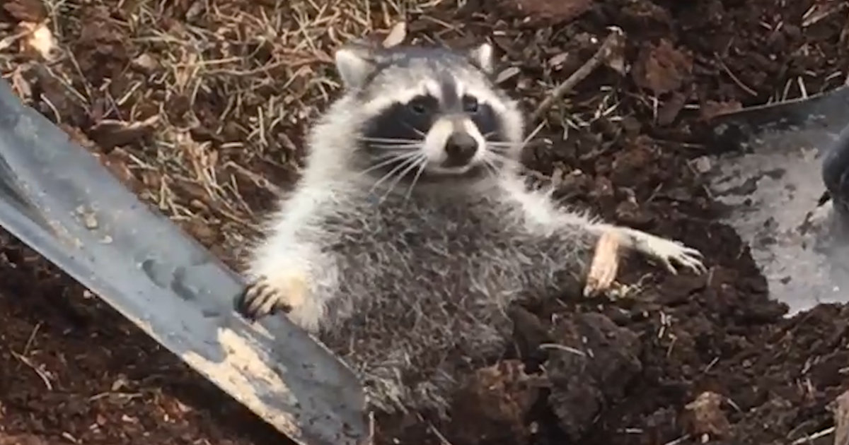 Scared, Trapped Raccoon Waits While People Dig Him Out - Videos - The Dodo