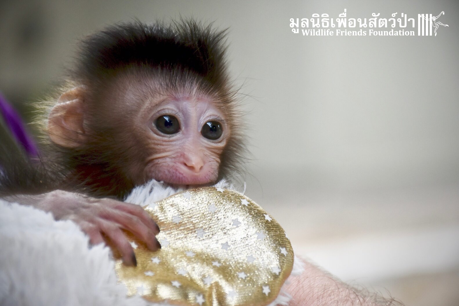 Baby Monkey Orphans Are Totally Obsessed With Each Other - The Dodo