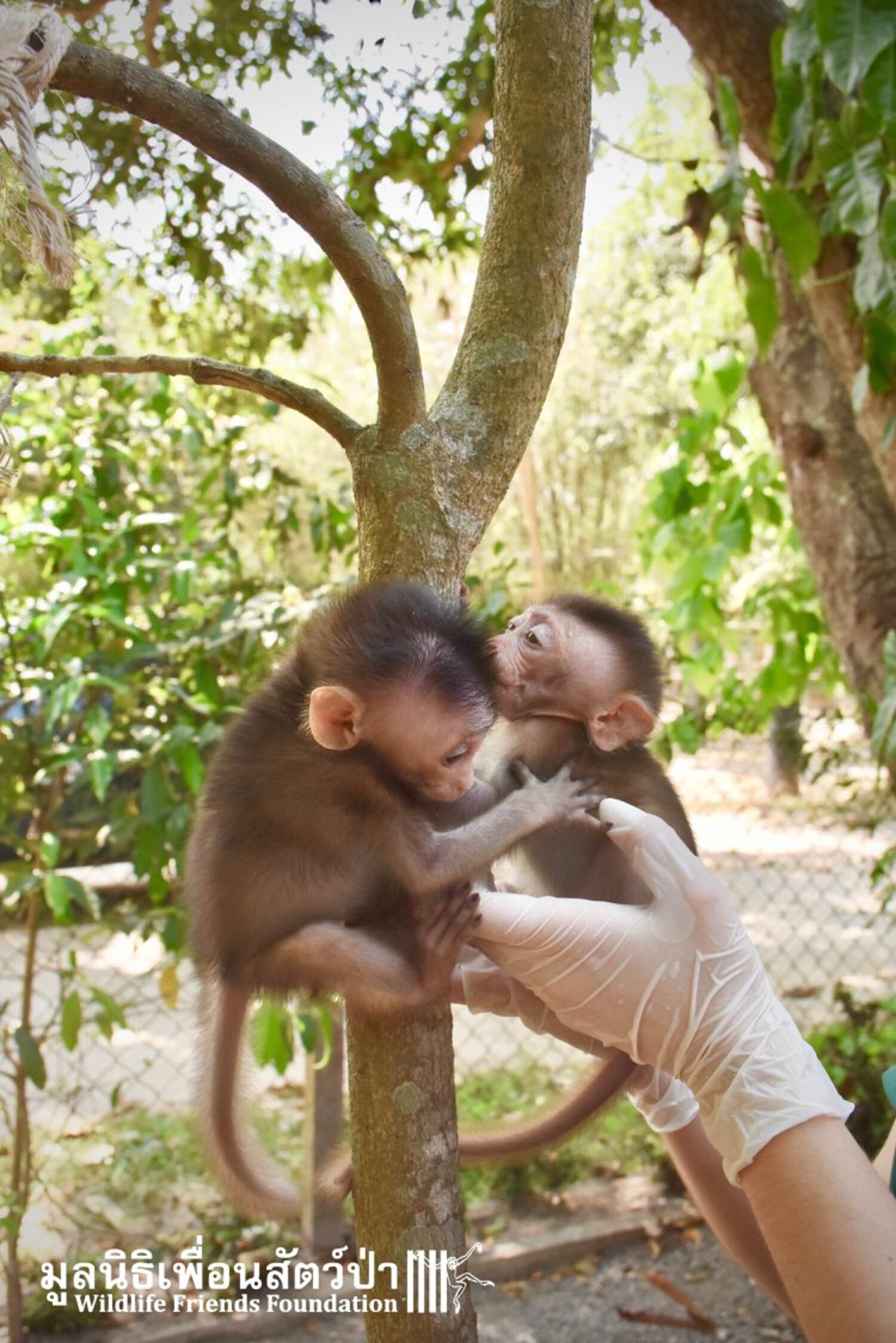 Baby Monkey Orphans Are Totally Obsessed With Each Other - The Dodo