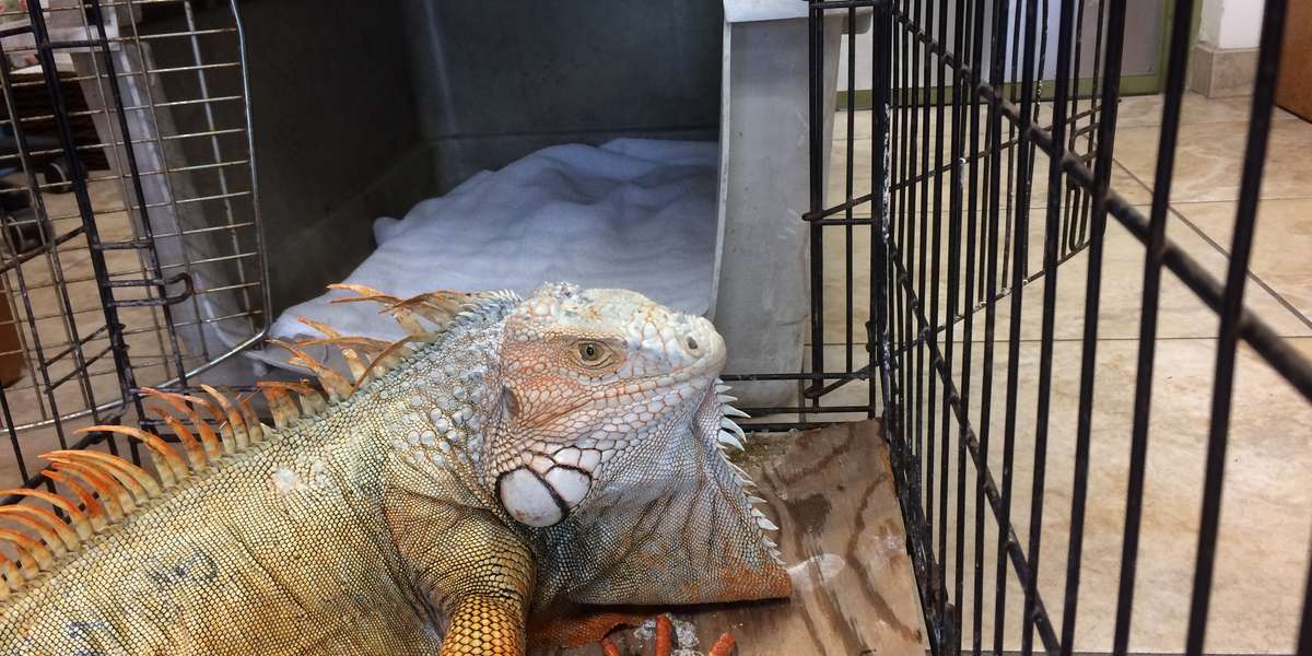 Florida Scientists Encourage Killing Iguanas By Smashing Their Skulls ...