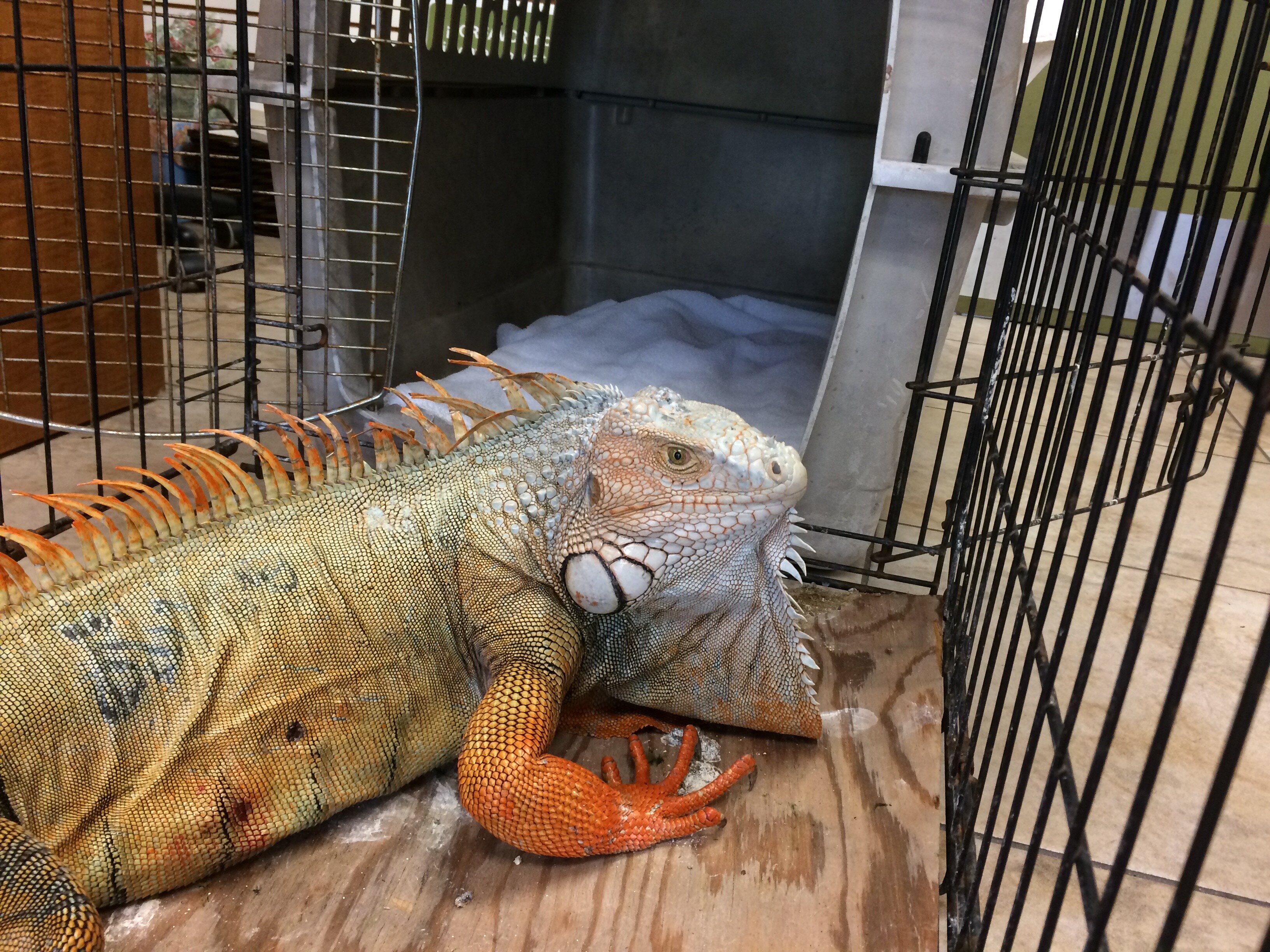 Florida Scientists Encourage Killing Iguanas By Smashing Their Skulls ...