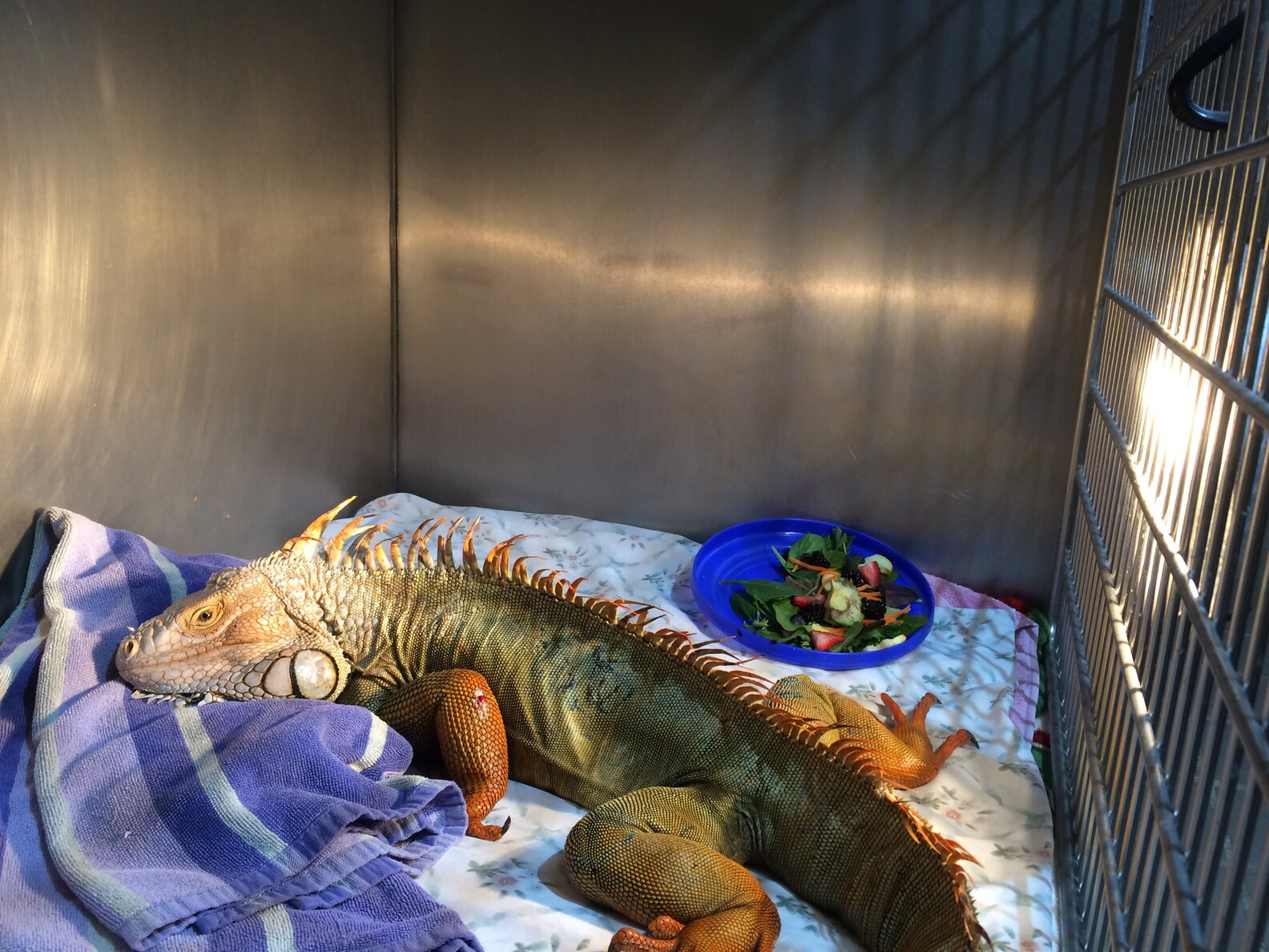 Florida Scientists Encourage Killing Iguanas By Smashing Their Skulls ...