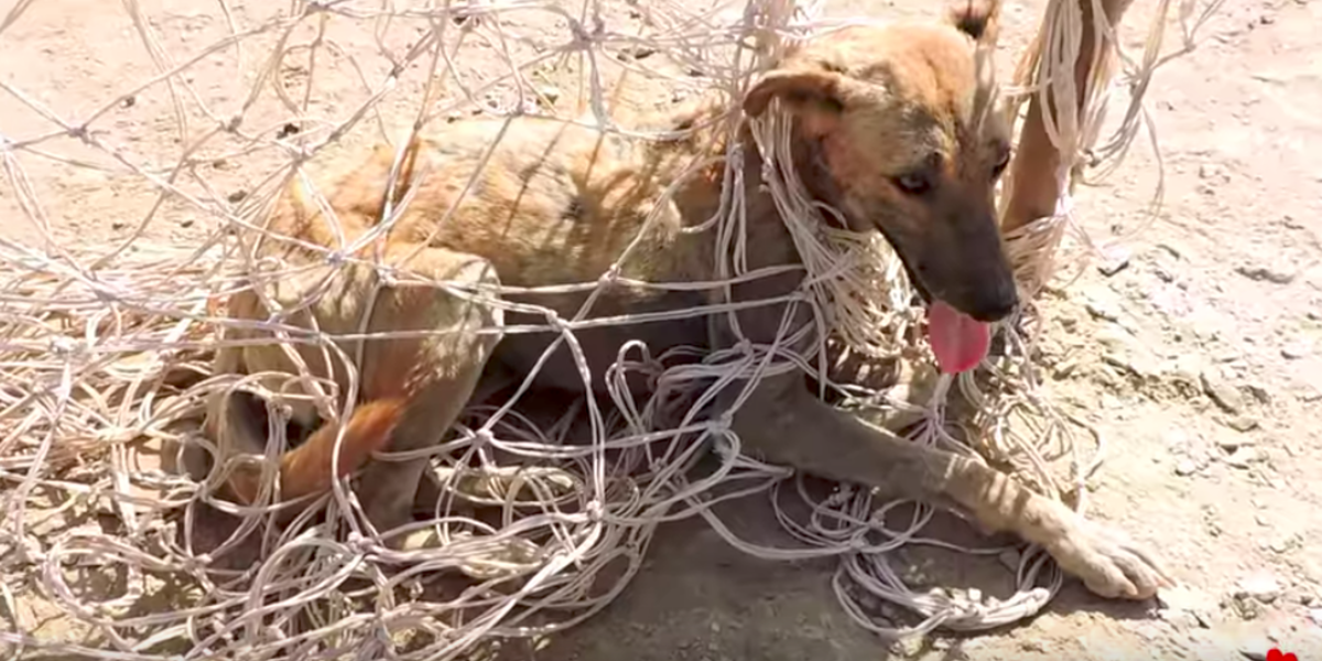 Stray Dog Tangled In Soccer Net Finds The Perfect People To Help - The Dodo