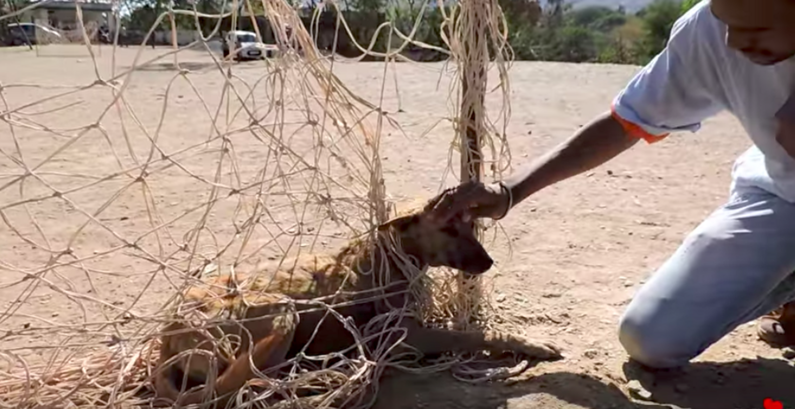 Stray Dog Tangled In Soccer Net Finds The Perfect People To Help - The Dodo