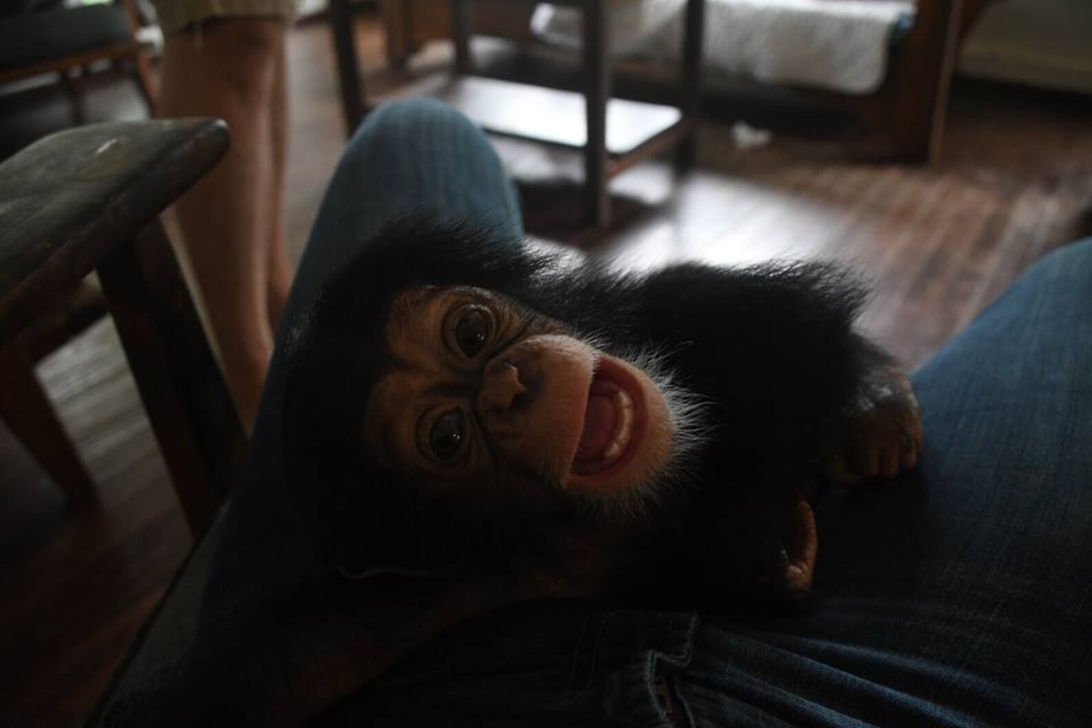 Pet Baby Chimp Found Inside Cardboard Box In Liberia - The Dodo