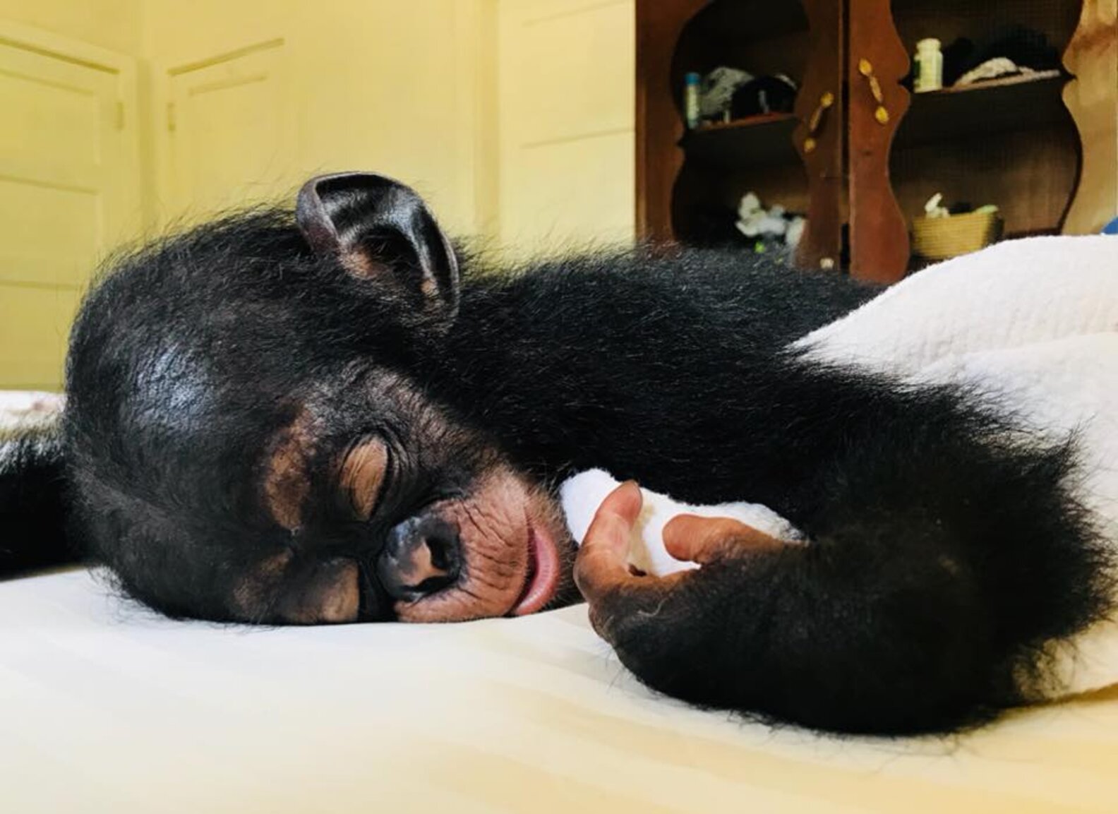 Pet Baby Chimp Found Inside Cardboard Box In Liberia - The Dodo