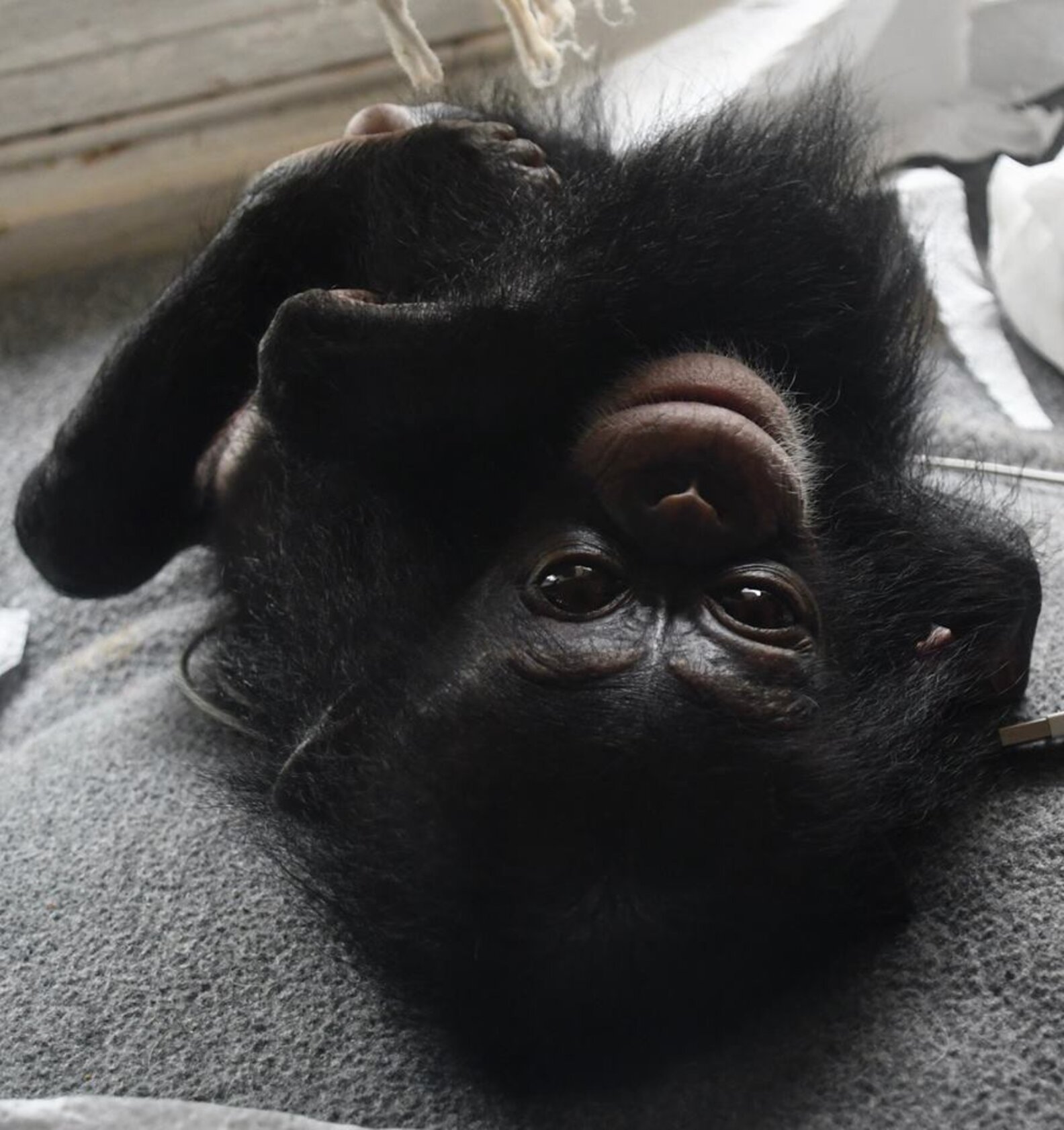 Pet Baby Chimp Found Inside Cardboard Box In Liberia - The Dodo