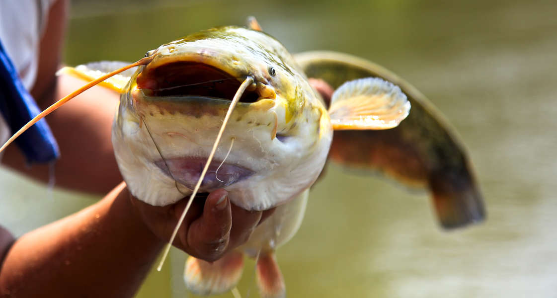 Nashville Predators Fan Sends Dead Catfish to NHL - Thrillist
