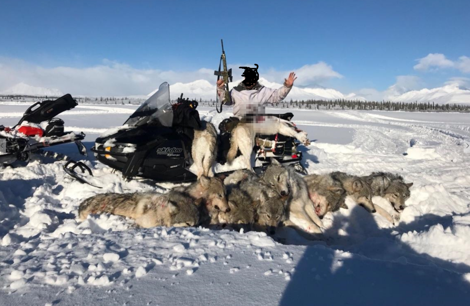 Hunter On Snowmobile Kills Entire Wolf Family In Alaska - The Dodo