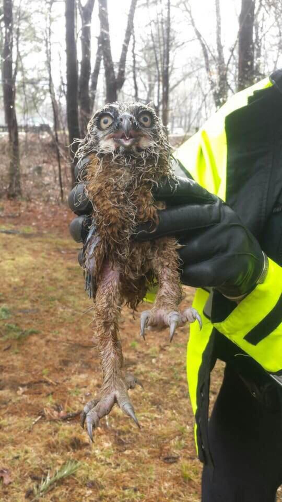 Cop Rescues A Very Sad Baby Owl Who Fell From His Nest - The Dodo
