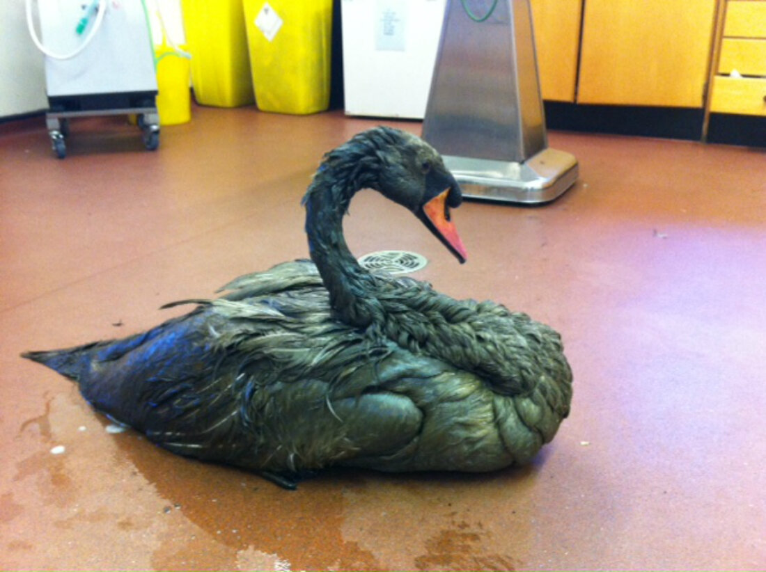 'Black' Swan Covered In Oil Gets Help From Rescuers To Get Clean - The Dodo