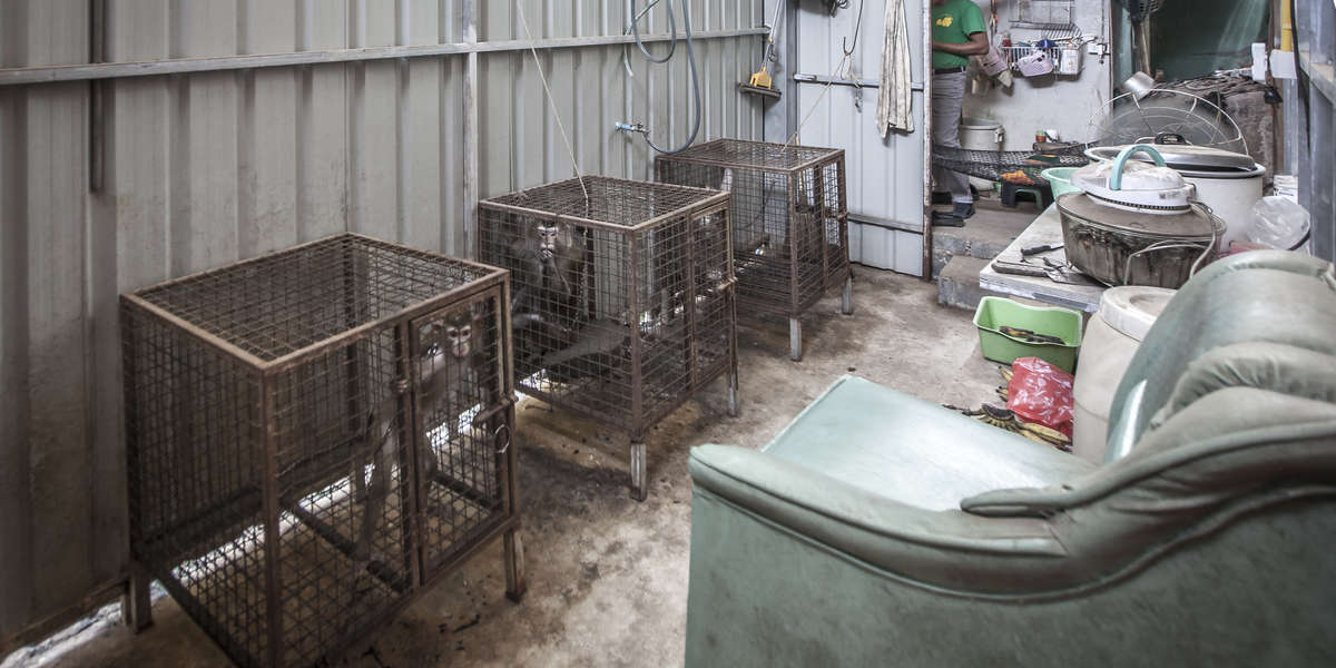 Macaque Monkeys Kept In Terrible Conditions At Thai Tourist Park - The Dodo