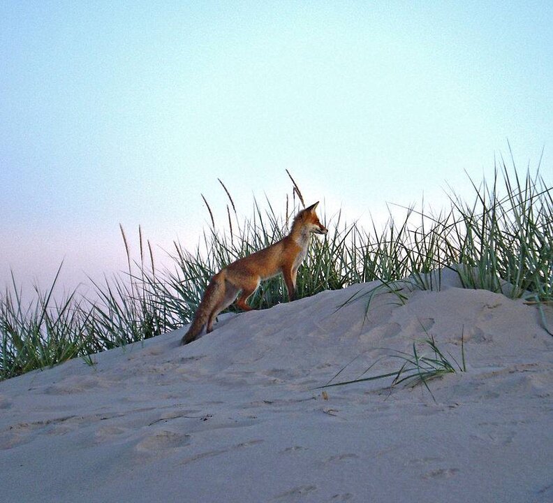 Here's Why The Famous Foxes Of Brigantine Beach Are Disappearing - The Dodo