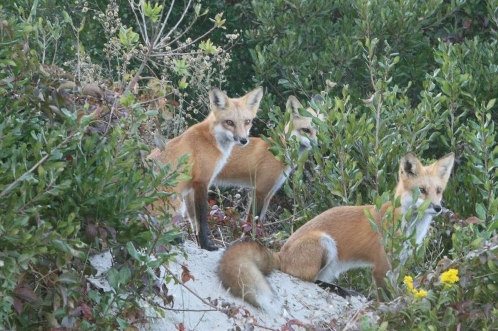 Here's Why The Famous Foxes Of Brigantine Beach Are Disappearing - The Dodo