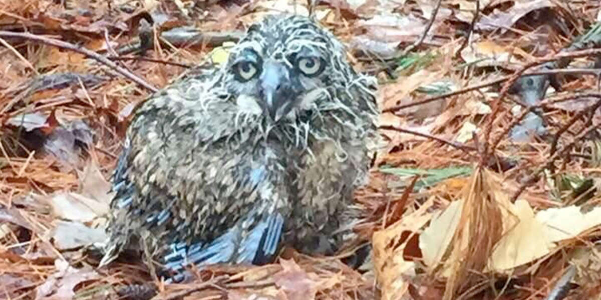 Depressed Baby Owl