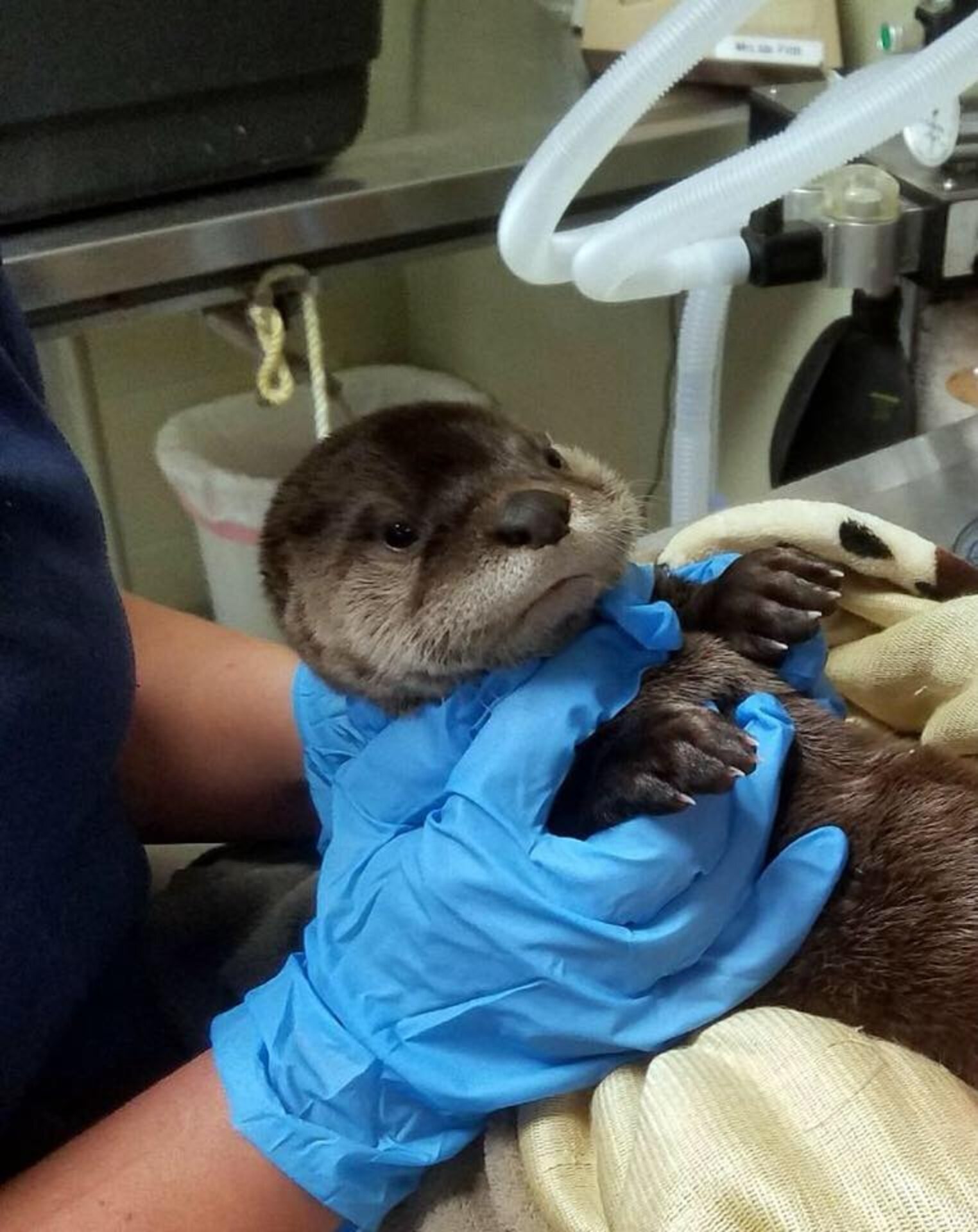 Baby Otter Rescued After Wandering Into Family's Garage - The Dodo