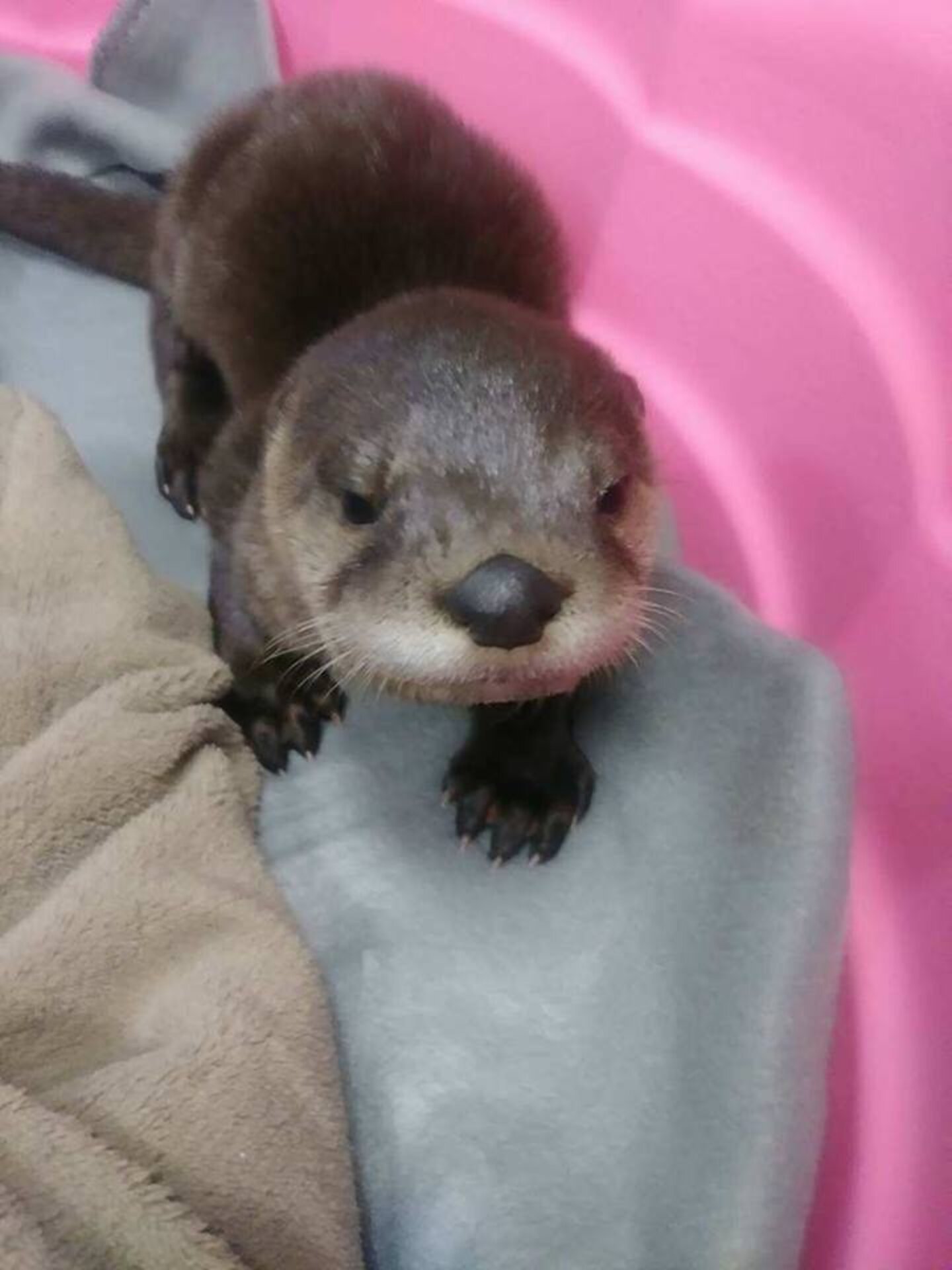 Baby Otter Rescued After Wandering Into Family's Garage - The Dodo