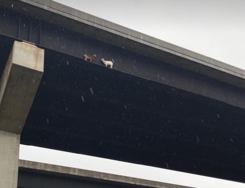 Two Goats Got Stuck on a Massive Bridge And Needed a Rescue Team ...