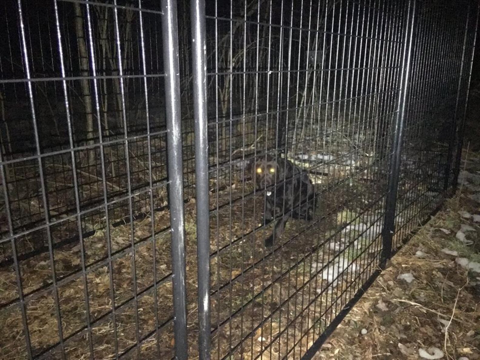 Lost Labrador Survived In Woods For Over A Year - The Dodo