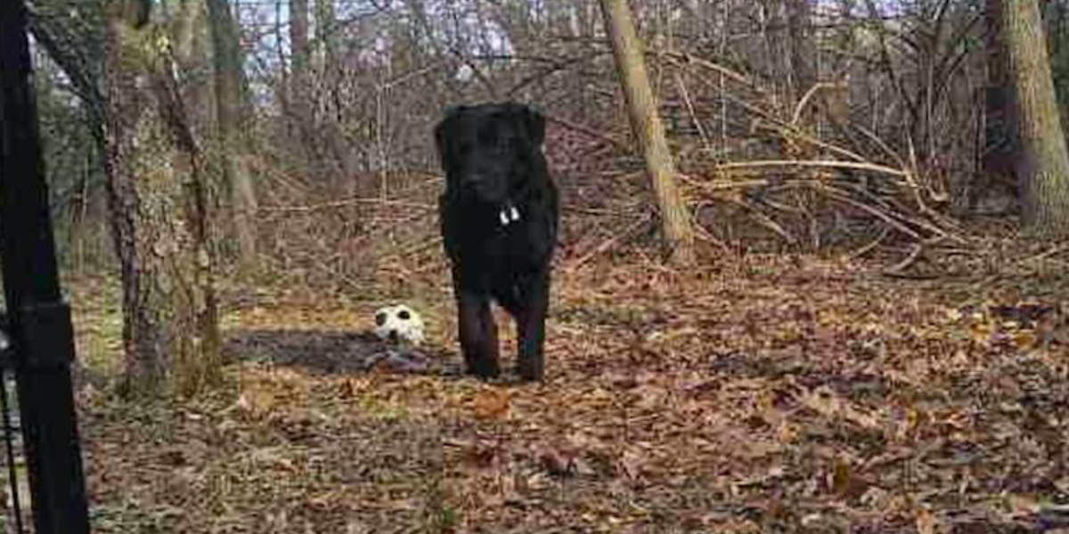 Lost Labrador Survived In Woods For Over A Year - The Dodo