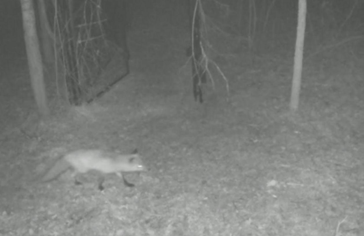 Lost Labrador Survived In Woods For Over A Year - The Dodo