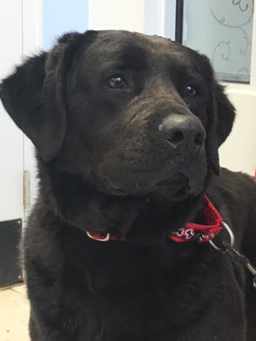 Lost Labrador Survived In Woods For Over A Year - The Dodo