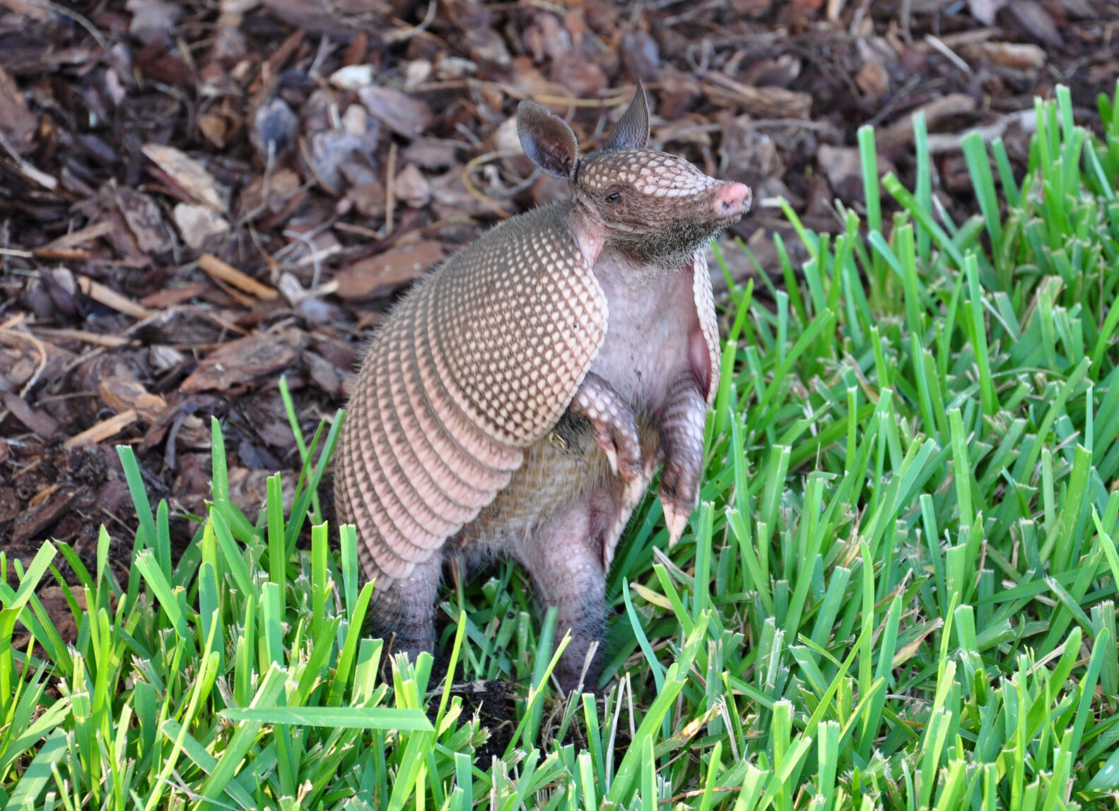 Rarely-Seen Giant Armadillo Rescued And Returned To The Wild - The Dodo