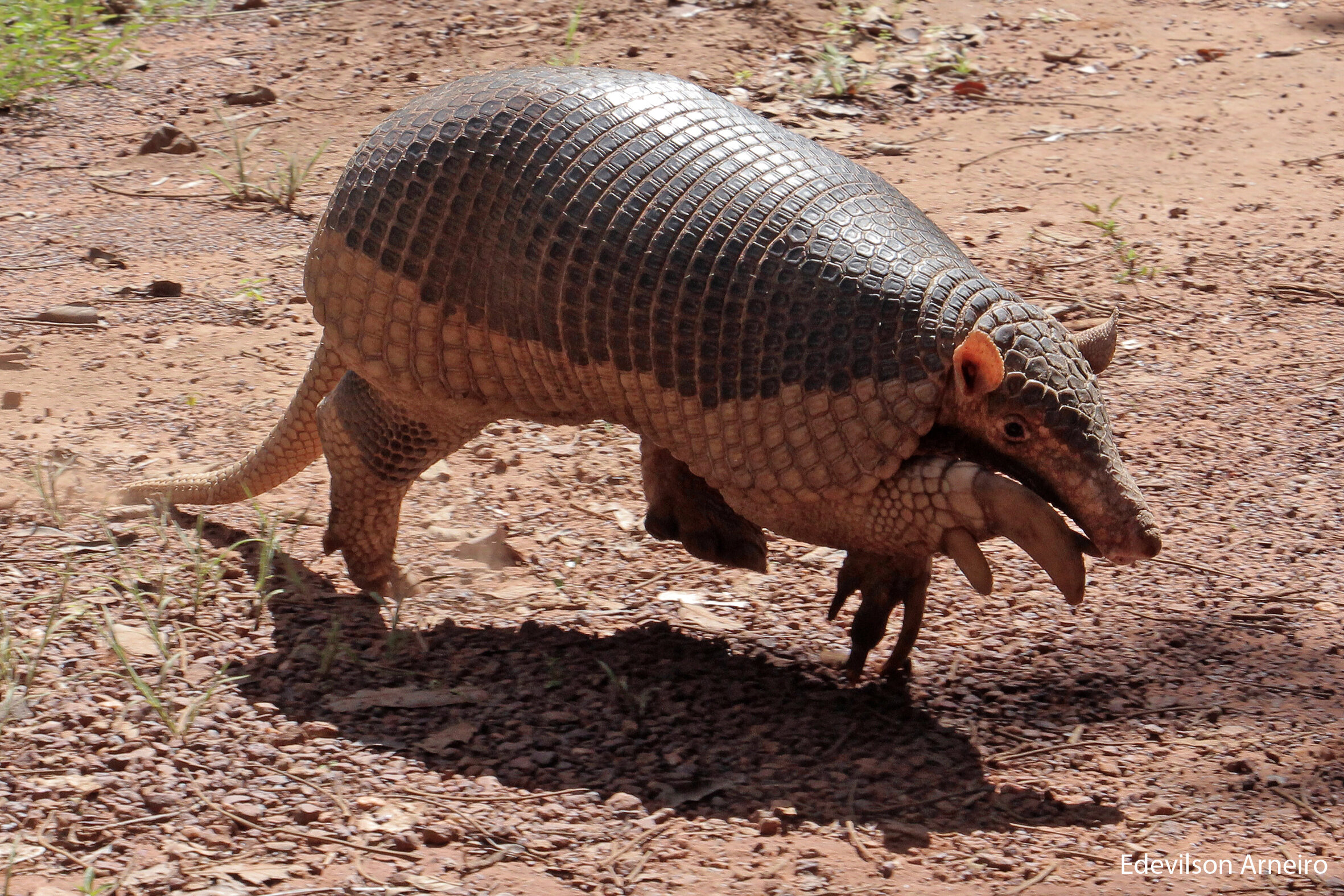 Rarely-Seen Giant Armadillo Rescued And Returned To The Wild - The Dodo