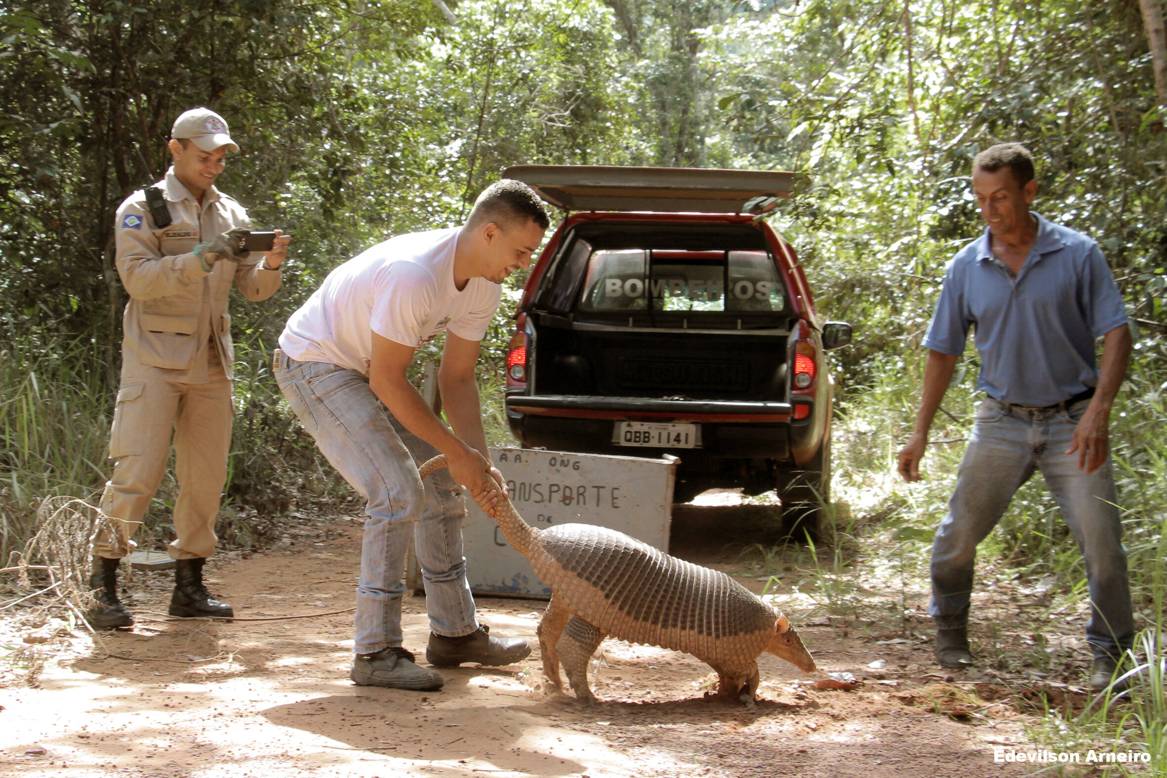 Rarely-Seen Giant Armadillo Rescued And Returned To The Wild - The Dodo