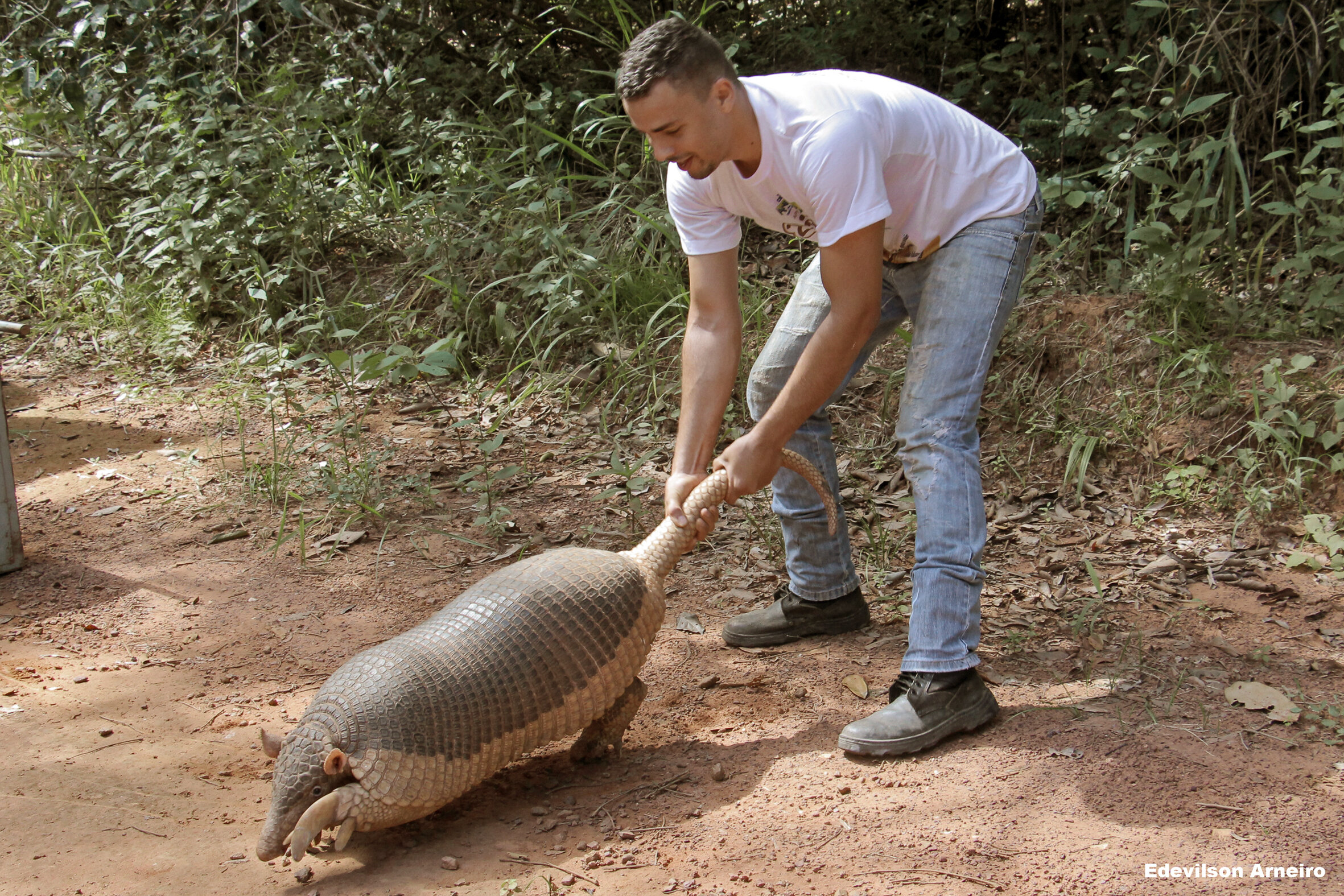 Rarely-Seen Giant Armadillo Rescued And Returned To The Wild - The Dodo