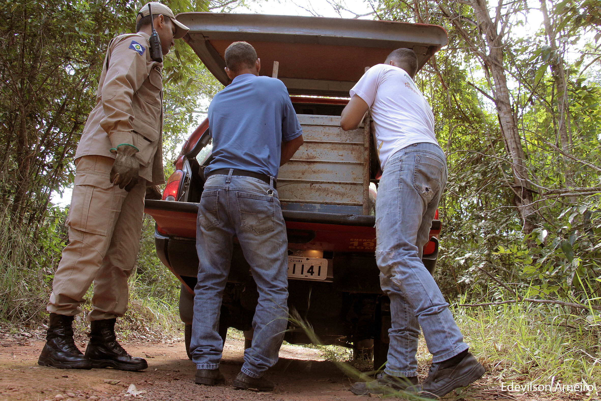 Rarely-Seen Giant Armadillo Rescued And Returned To The Wild - The Dodo